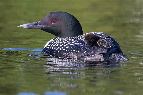 Loonie Bird