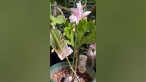 Shorts 황영웅 미운사랑 수입게발선인장 목기린선인장에 접목 흰장미 핑크장미 깃털천사 Youtube