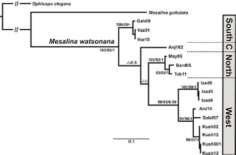 bayesian inference phylogram of m watsonana based on 715bp fragment of