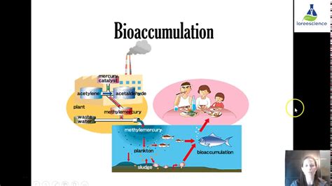 1l Bioaccumulation Youtube