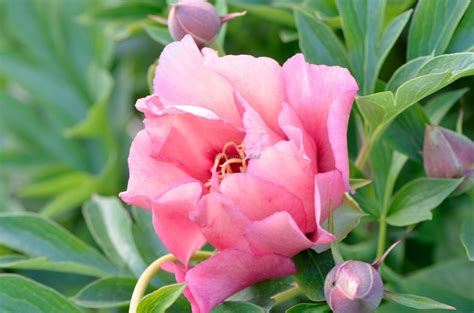 Pojengid Kaevandi Lillepood