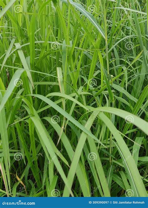Thick And Tall Green Grass Stock Image Image Of Tall 309390097