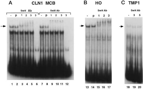 Direct Binding Of Swi4 And Swi6 To The Cln1 Mcb Polyclonal Sera Raised