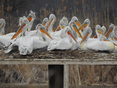 Българско дружество за защита на птиците Birdlife Bulgaria Home
