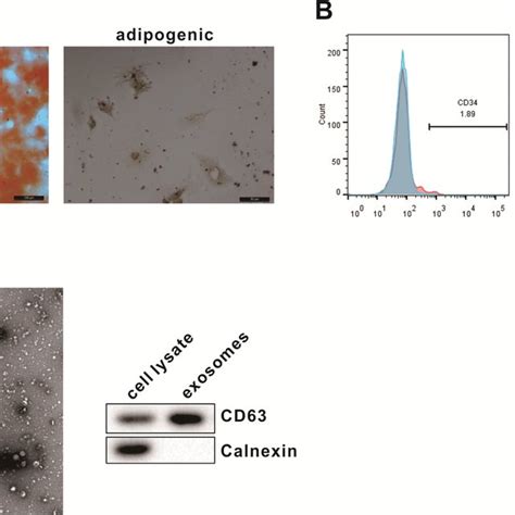 Identification Of Mouse Bmsc Derived Exosomes A After The Osteogenic