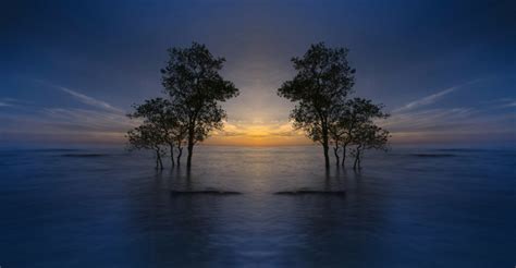 무료 이미지 경치 대양 바다 나무 자연 햇빛 Sun Sun Rise 일몰 하늘 태양 수평선 고요한