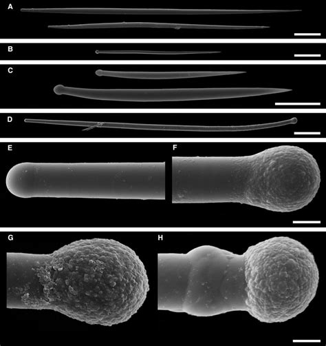 Sphaerotylus Tjalfei Spicules A Principal Styles B Intermediary Download Scientific