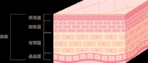皮膚の構造について【医師監修】|肌の再生医療専門 Rdクリニック 皮膚の構造について【医師監修】|肌の再生医療専門 Rdクリニック