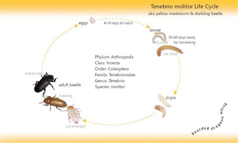 Mealworm Cycle Facts Ppt What Stage Of The Life Cycle Do You See In