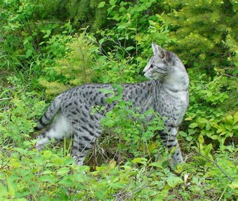 Black Savannah Cat And Blue Or Spotted Savannahs Savannah Cat Breed