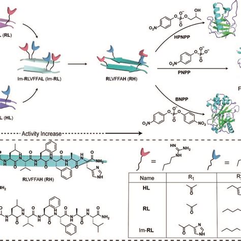 schematic representation of the design of peptide sequences for
