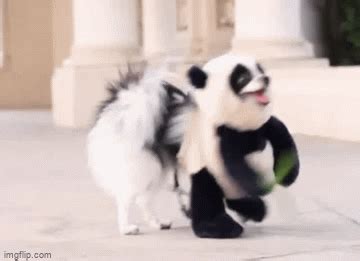 Happy Panda  Happy Panda  Find And Share On Giphy