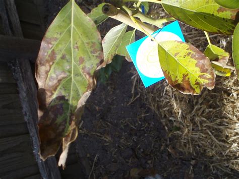 Forum Avocado Root Rot