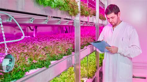 Want To Control Nitrate Levels In Leafy Greens Philips Lighting