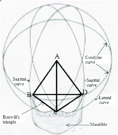 Sagittal Lateral And Condylar Curves Monsons Sphere And Pyramid • A