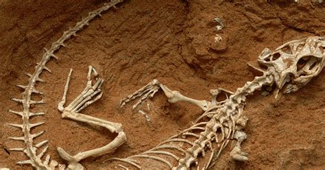 Paleontologist Fossils