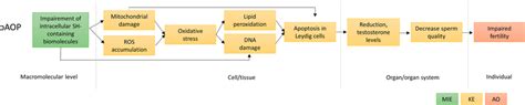 Proposed Putative Aop Impairment Of Intracellular Sh Containing Download Scientific Diagram
