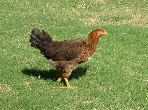 Poultry Domestic Fowl Free Photos On