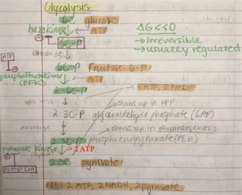 Mcat Biochem Pathways Flashcards Quizlet