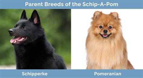 Schipperke Pomeranian Mix