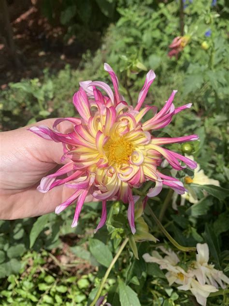 From Labyrinth Seed Rdahlias