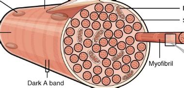 Muscle Slides Diagram Quizlet
