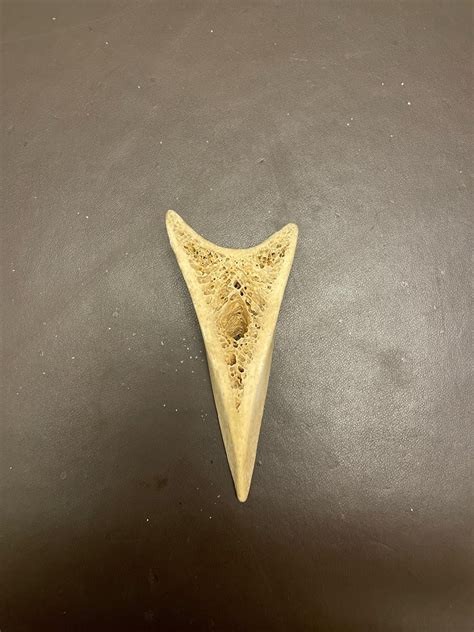 Help Me Identify This Rfossils Help Me Identify This Rfossils