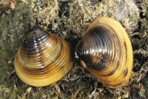 Cant Beat Em Eat Em Invasive Shellfish