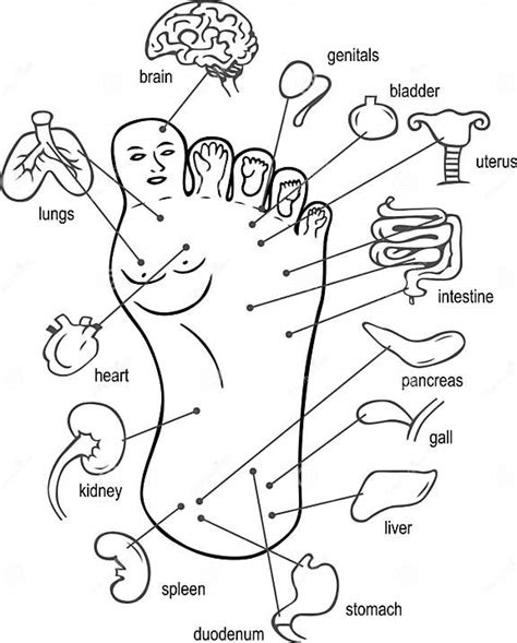 De Punten Van De Acupunctuur Betaalt Vector Illustratie Illustration