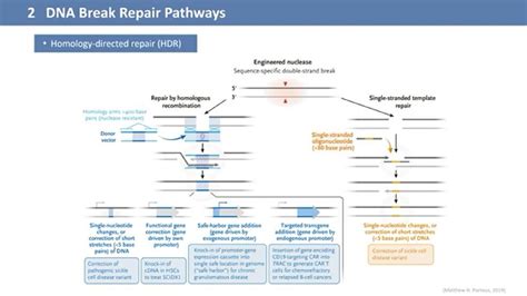 Adenovirus Delivery System Candy Swift Page 6 Flip Pdf Online