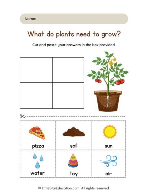 What Do Plant Needs Science Worksheet