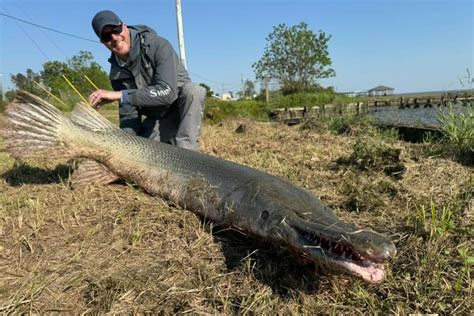 New World Record Set In Texas With 153 Pound Alligator Gar
