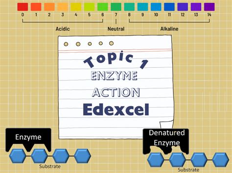 What Is An Enzyme Gcse At Richard Terrill Blog