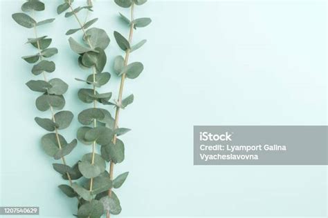 종이 파란색 배경에 잎녹색 유칼립투스 분기 상단보기 플랫 레이 복사 공간으로 모형 0명에 대한 스톡 사진 및 기타 이미지 0명 구도 꽃 식물 Istock