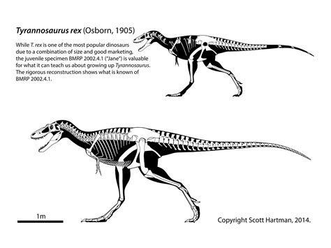 Theropod Skeletal Reconstructionsdr Scott Hartmans Skeletal