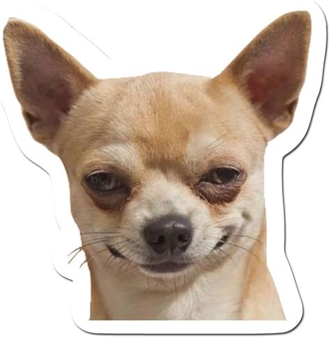 Memes Chihuahuas The Smallest Funniest Dogs On Earth 😂 Best Funny