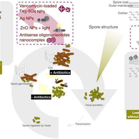 Schematic Illustration Of C Difficile Germination Sporulation And