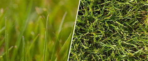 How Late To Plant Grass Seed In Fall Storables