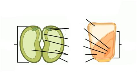 Bio Lab 5 Fruits And Seeds Diagram Quizlet
