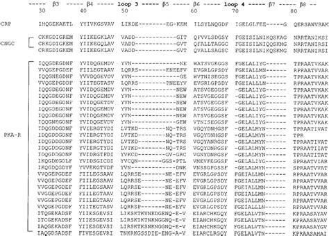 Amino Acid Sequence Alignment Of Crp And Other Cyclic Nucleotide Download Scientific Diagram