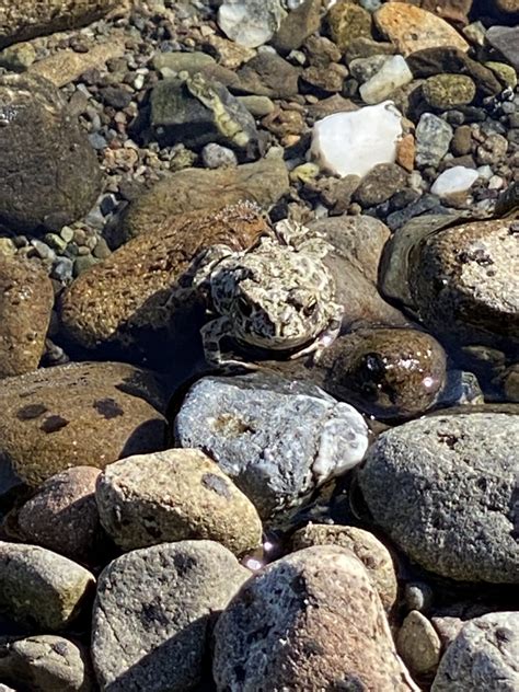 A Juvenile California Toad In The Gualala River As Photographed By