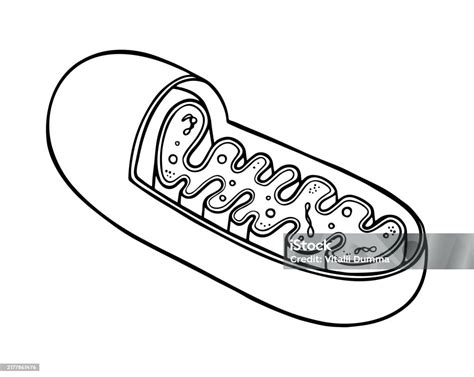 Vector Line Illustration Of Mitochondria Doodle Style Stock