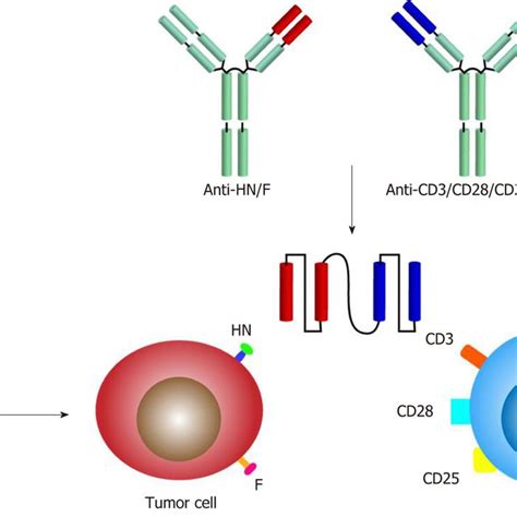 Bispecific Antibodies Consisting Of Single Chain Variable Regions Can Download Scientific