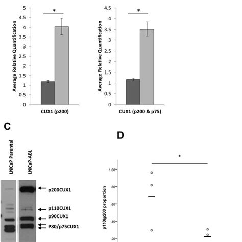 Cux1 Is Differentially Expressed In Castrate Resistant Prostate Cancer Download Scientific