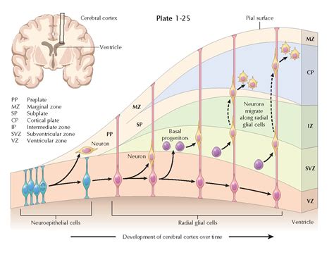 Neurogenesis And Cell Migration In The Developing Neocortex Pediagenosis