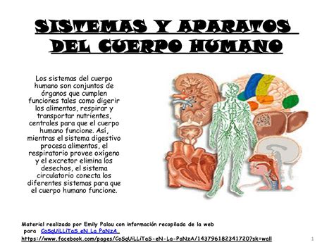 Álbum De Los Sistemas Del Cuerpo Humano Imagui