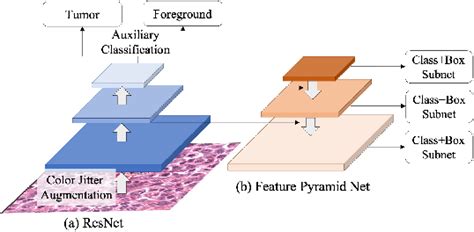 Figure 1 From Multi Tasks Retinanet For Mitosis Detection Semantic