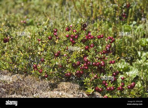 Spiny Heather Gaultheria Mucronata With Berries Ainsworth Bay