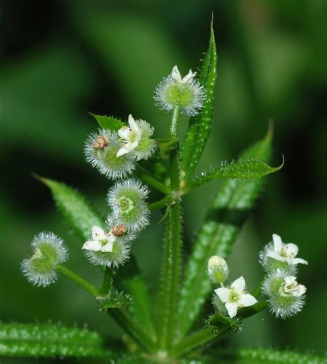 Lawn Bur Weed Aka “stinging Grass” Austin