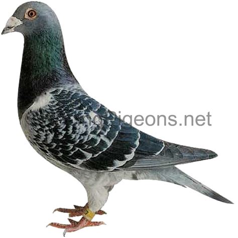 Как да изберем най добрите спортни гълъби